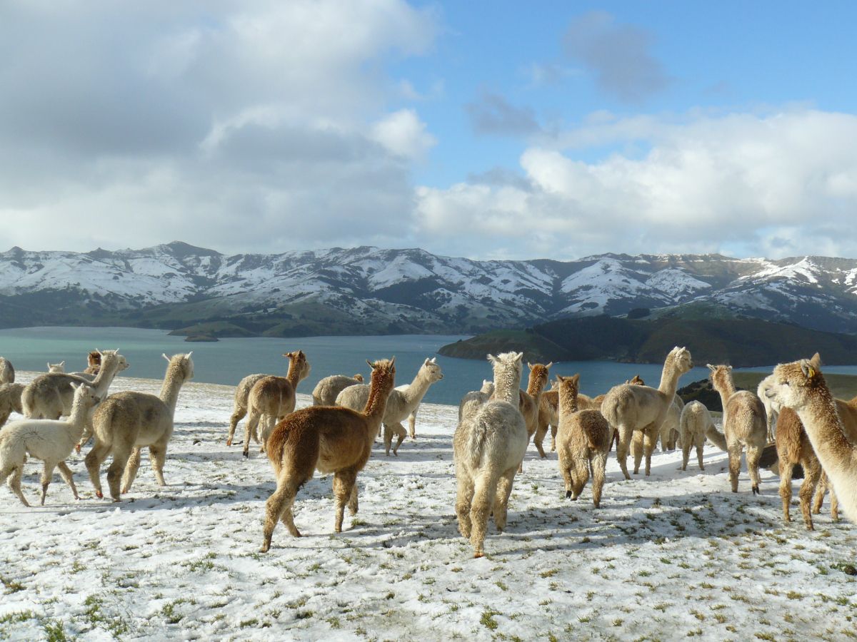 Visita a la granja de alpacas Shamarra